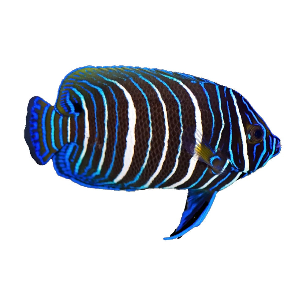 Angelfish Blue Face (Pomacanthus Xanthometopon) - Juvenile Form ...