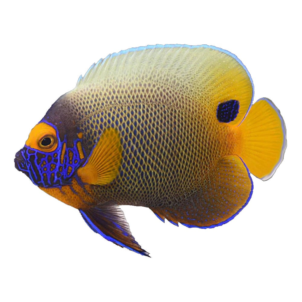 Angelfish Blue Face (Pomacanthus Xanthometopon) - Adult Form ...