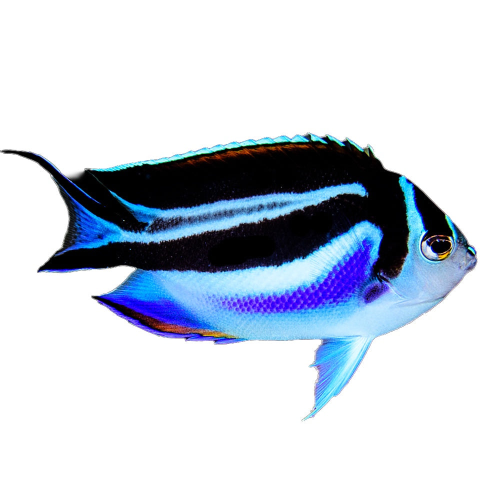 Angel Bellus Female (Genicanthus Bellus) – Aquaristic Online