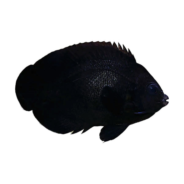 Angel Midnight (Centropyge Nox) – Aquaristic Online