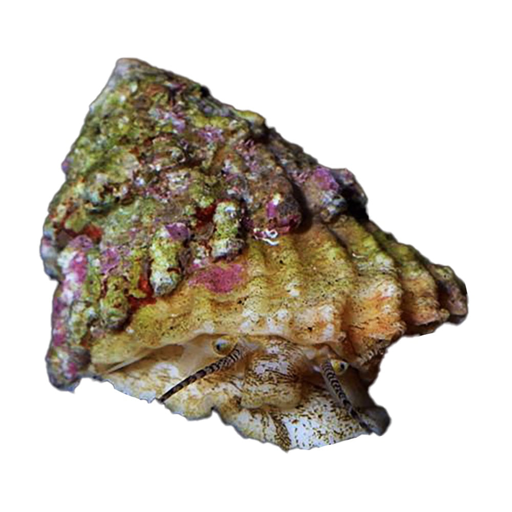 Astrea Snail (Astraea Tecta) – Aquaristic Online