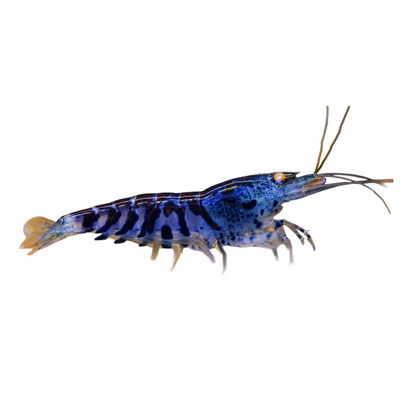 Shrimp Orange Eye Blue Tiger (OEBT) – Aquaristic Online
