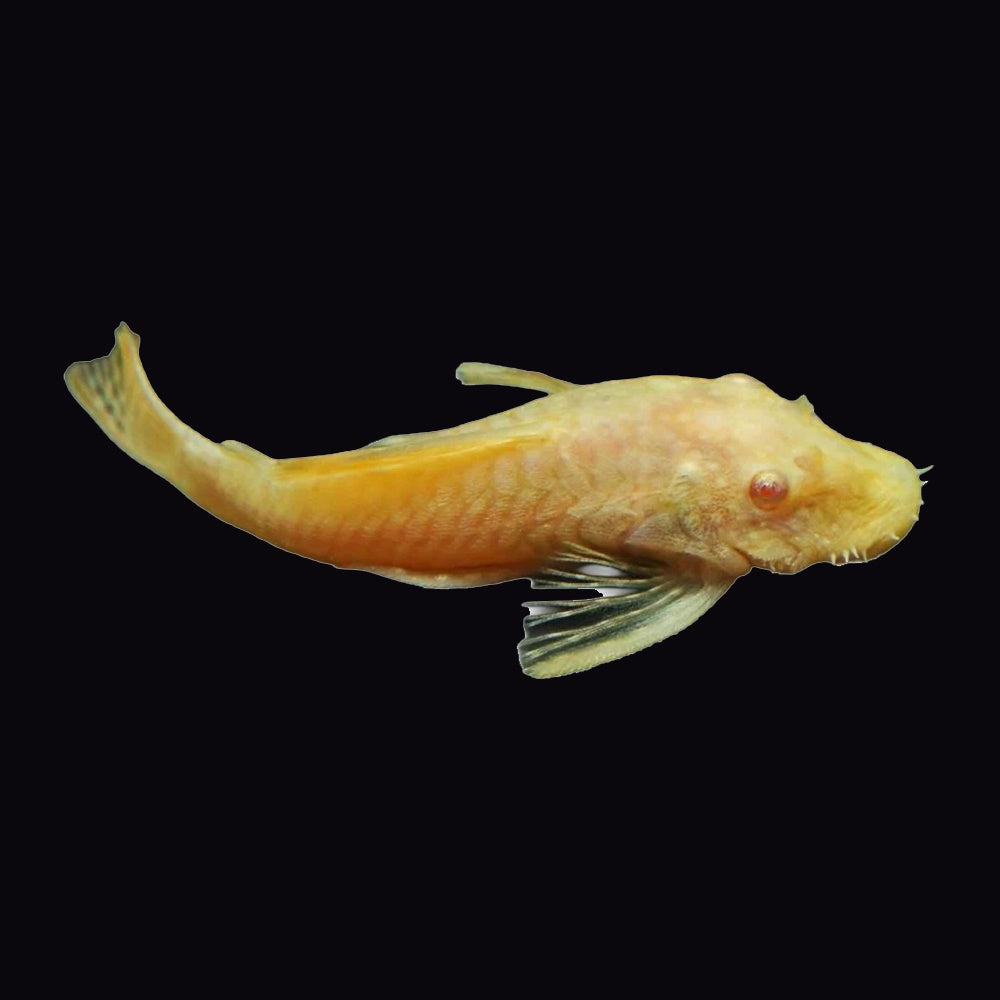 Catfish Bristlenose Albino (Ancistrus Sp.) – Aquaristic Online