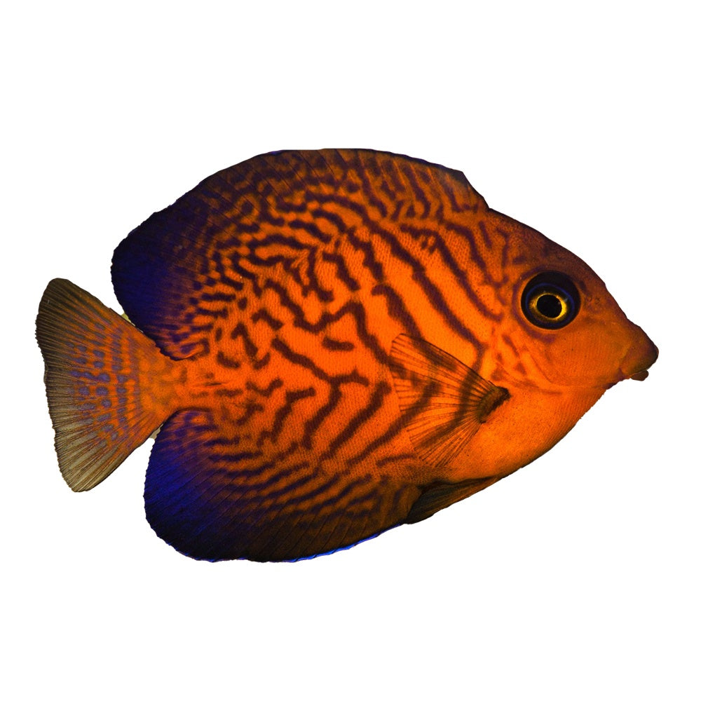 Chevron Tang (Ctenochaetus Hawaiiensis) – Aquaristic Online