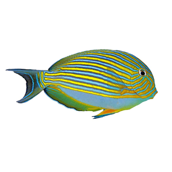Clown Tang (Acanthurus Lineatus) – Aquaristic Online