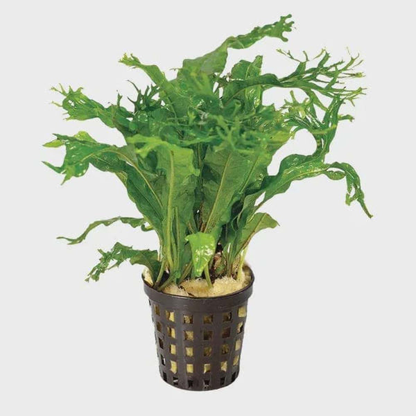 Microsorum Pteropus (Micro Crested) - Aquaristic Online