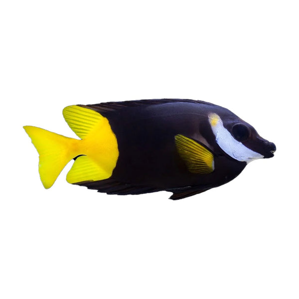 Fiji Foxface (Siganus Uspi) – Aquaristic Online