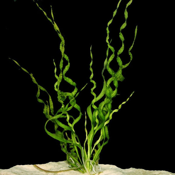 Helanthium Bolivianum (Vesuvius) - Aquaristic Online