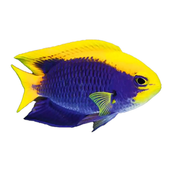 Starcki Damsel (Chrysiptera starcki) – Aquaristic Online