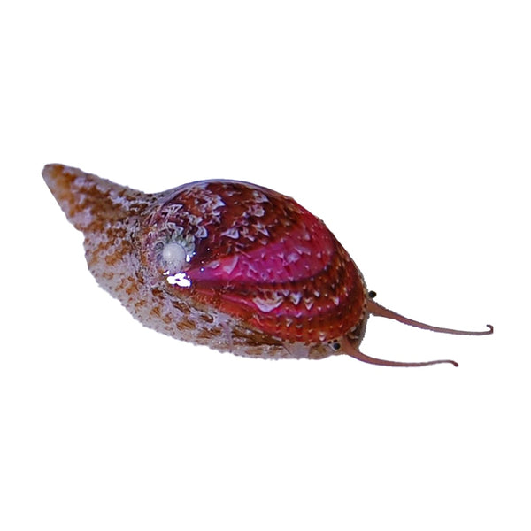 Stomatella Snail (Stomatella Sp.) – Aquaristic Online