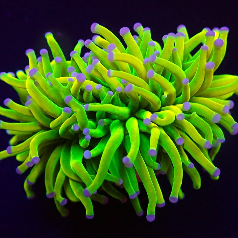 Torch Holly Grail – Aquaristic Online