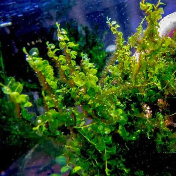 Butterfly Moss - Plagiomnium Sp. Butterfly – Aquaristic Online