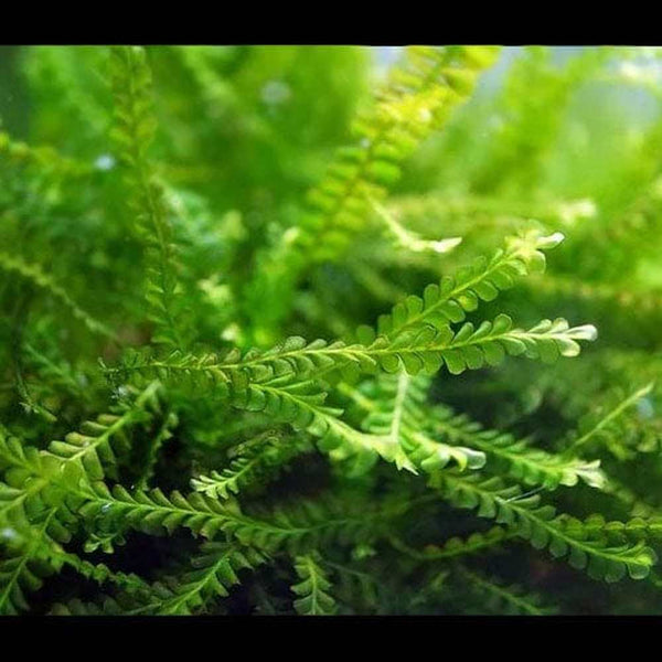Cameroon Moss - Plagiochilaceae (5x5cm) - Aquaristic Online