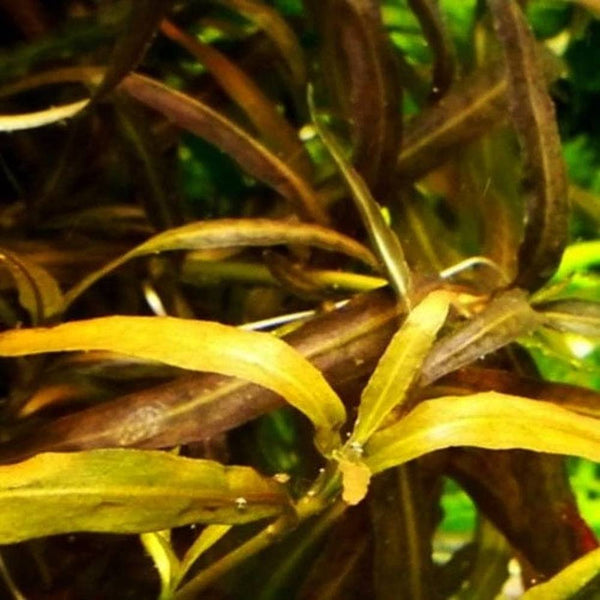 Hygrophila Polysperma Ceylon - Aquaristic Online