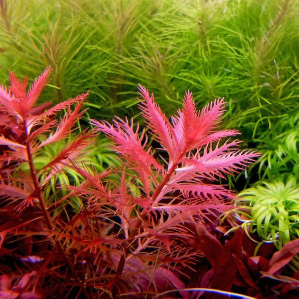 Proserpinaca Palustris (Mermaid Weed) - Aquaristic Online