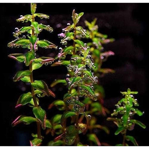Rotala Macranda Pearl Type 2 - Aquaristic Online
