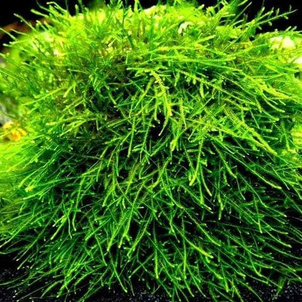 Spiky Moss - Taxiphyllum Sp. - Aquaristic Online